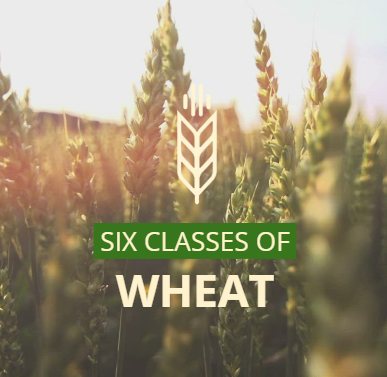 Center for Nutrition and Athletics| six classes - Center for Nutrition ...